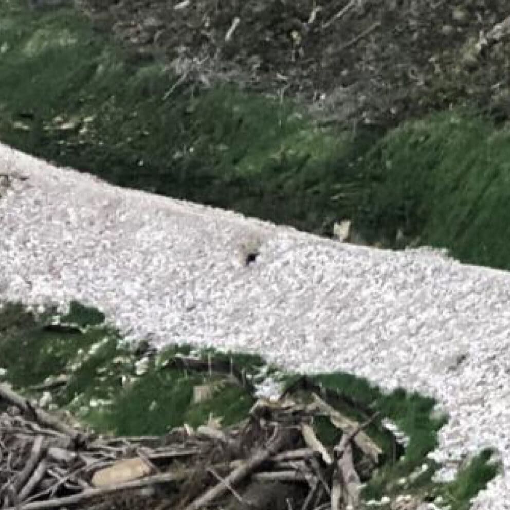 Quickly Establish Vegetation To Prevent Erosion On Access Road