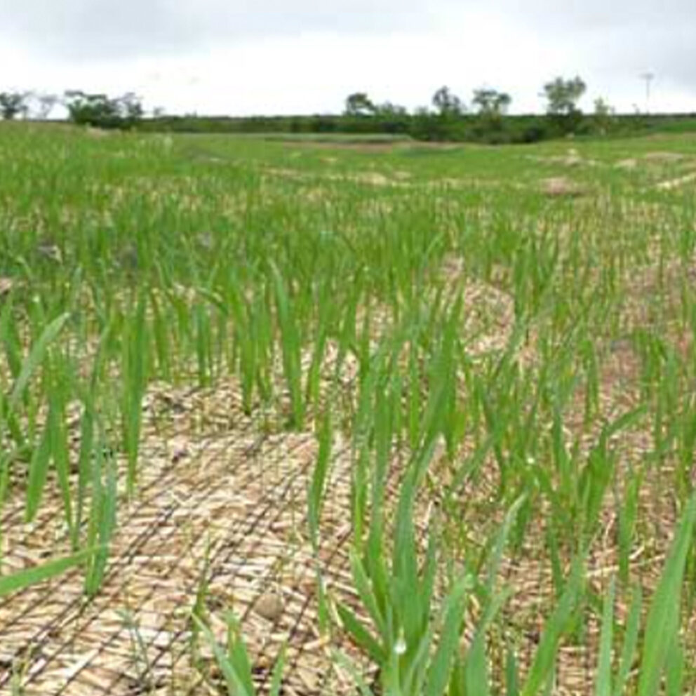 Coconut Turf Reinforcement Mats - Local Supplier, Fast Delivery