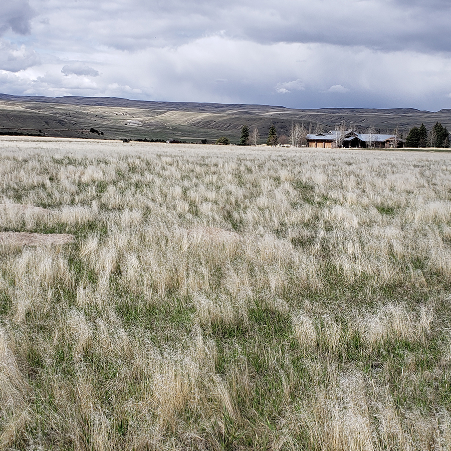 Fertilizer For Native Perennials - NutraFix Supports Pastureland