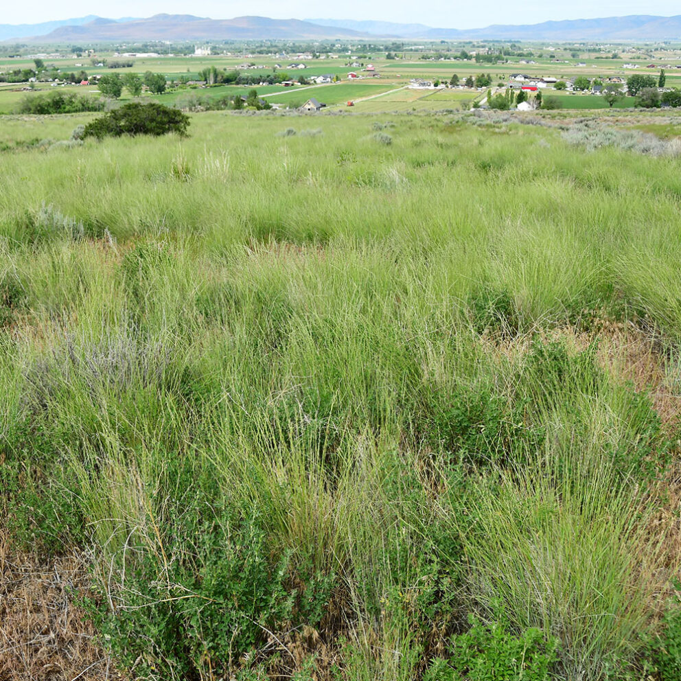 NutraFix Micronutrient Fertilizer - ProGanics Products - Ferguson ...